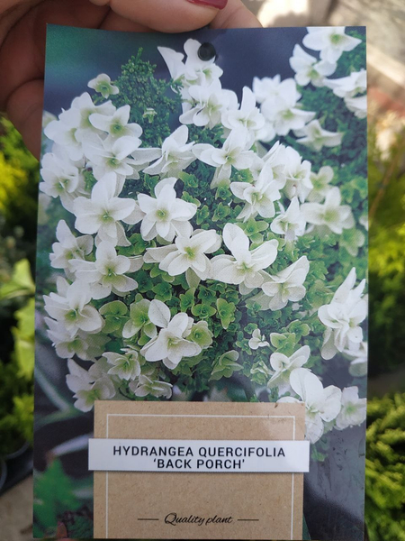 Продаются растения