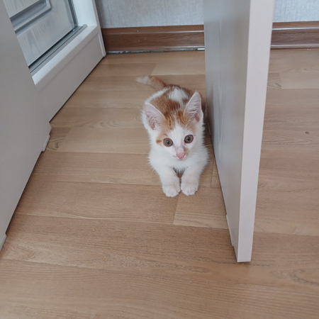 Котенок ищет вас
