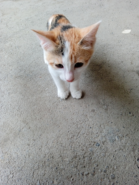Mushuk sotiladi qizbola