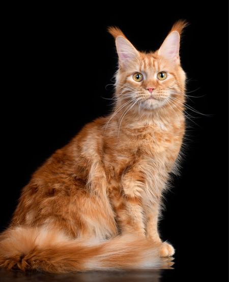 Мейнкун котята