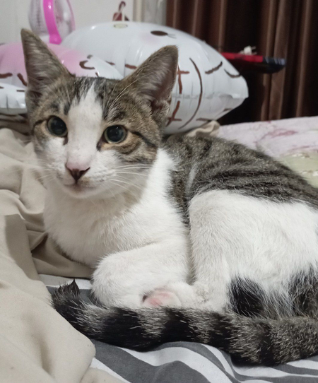 Отдам кота только в хорошие руки