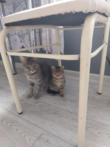 Котята и мама кошка