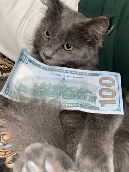 Кошка ангорка сотилади