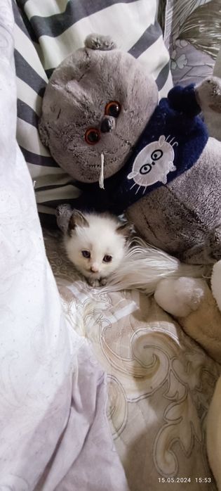 Котята мальчики от сиамской кошки