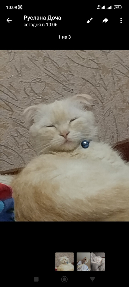 Отдам кошку даром
