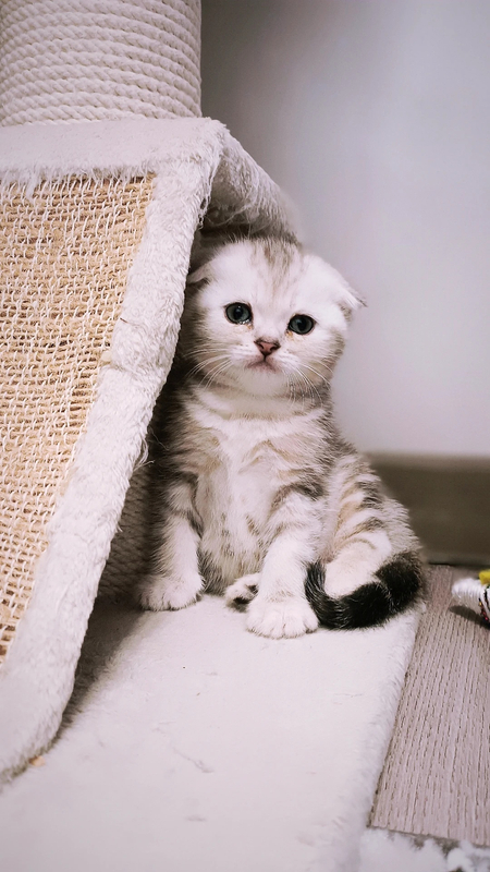 Продаются чистокровные котята скотиш страйт и скотиш форд