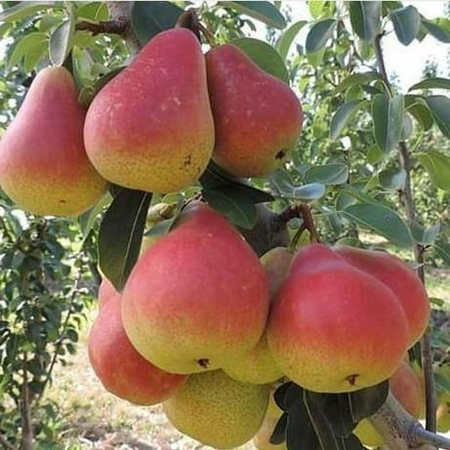 то за интинсиб ва полкарлик кучатлар