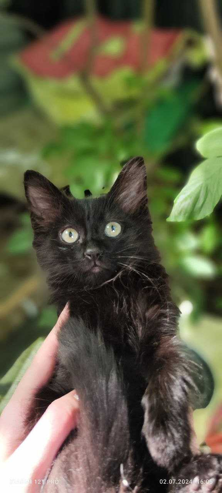 Котёнок, мальчик, 2 месяца