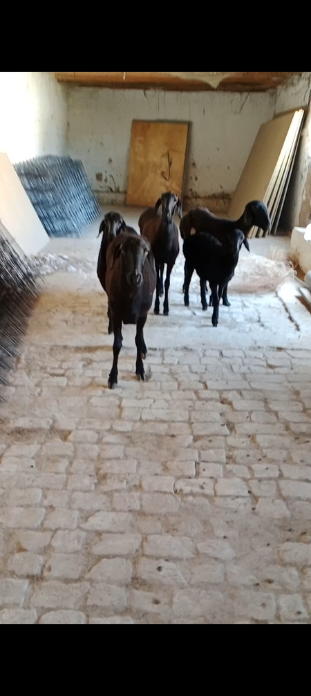 Qoylar sotiladi 6 ta