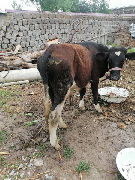 Buqa sotiladi 1yosh