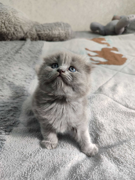 Продается котенок скоттиш фолд