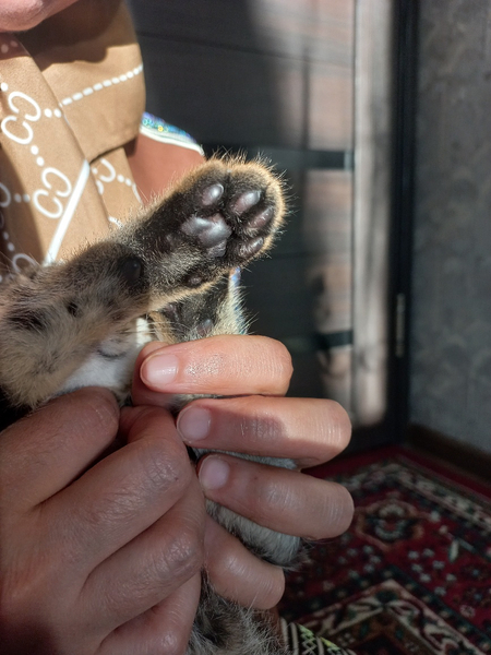 веслоушка мальчик 3 месяца