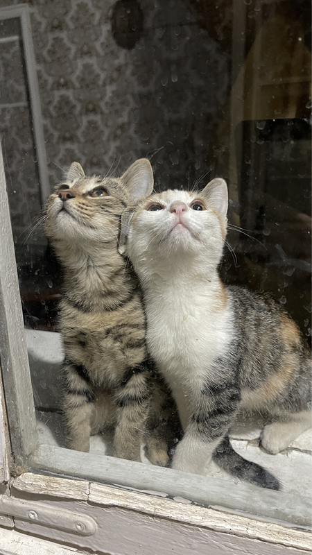 Отдадим котят в добрые руки