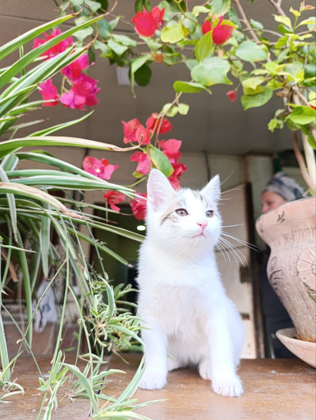 Отдается котёнок