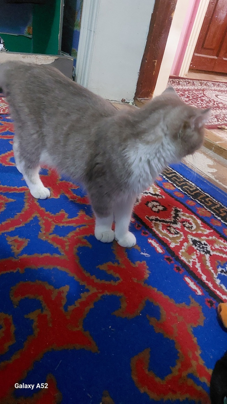 Zotdor mushuk ayol