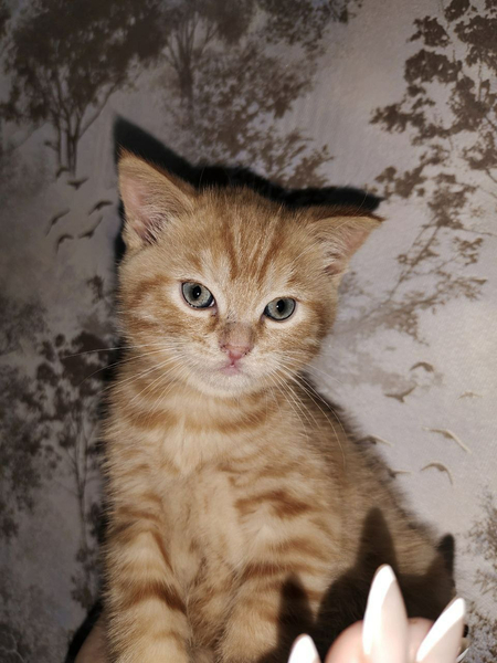 Продаются шикарные котята скотиш фолд и скотиш страйт