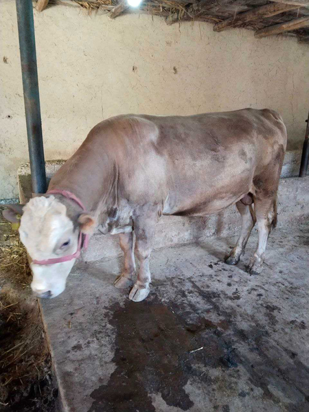 Halol mol sotiladi