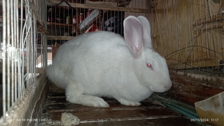 Quyonlar sotiladi