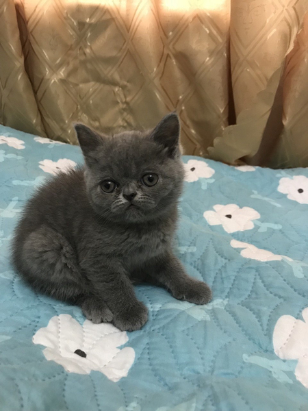 Котёнок от правельной вязки