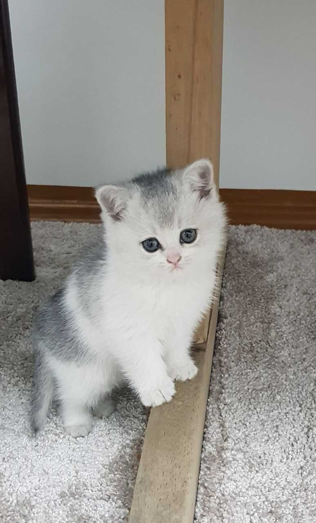 Британские котята