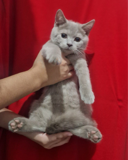 Котенок Мушукча Породистый