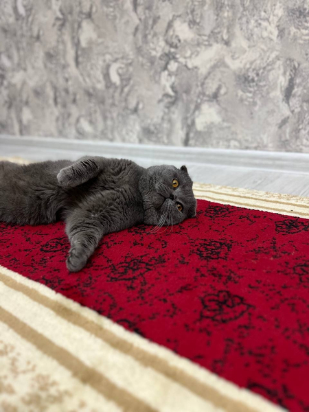 Кот на вязку Скотиш фолд