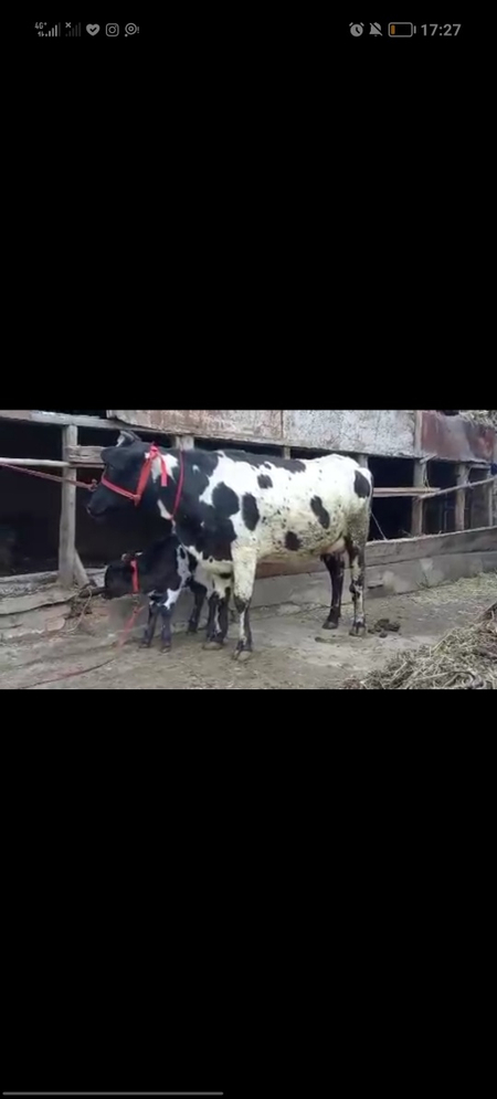 Ona bola sigr kecha tugdi