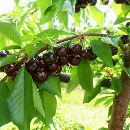 Мевали кучатлар экишга таййор