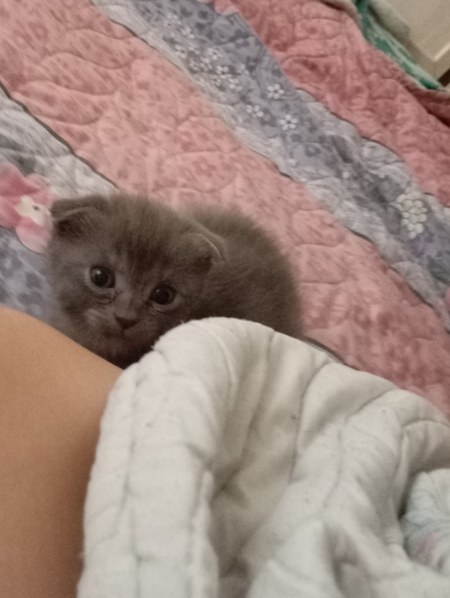 Котенок, 2 месяца. Шотландский вислоухий короткошёрстный.