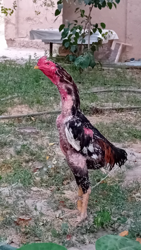 Dakan xo‘roz sotiladi