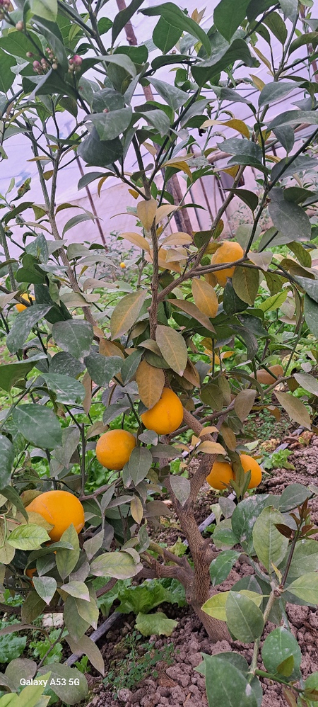 limon kochati miyer sorti