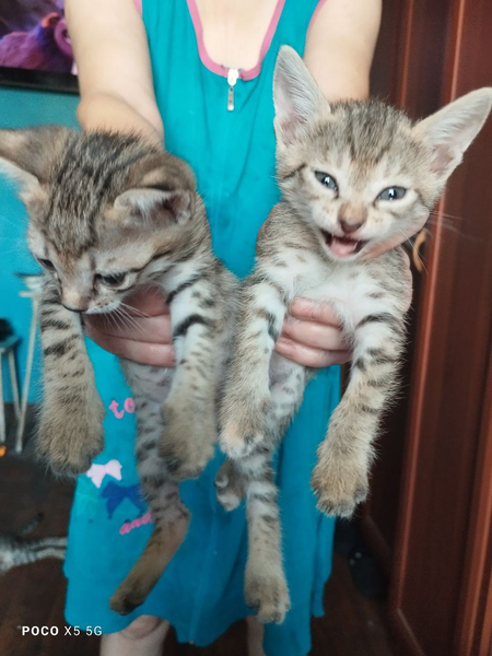 Отдам даром котят
