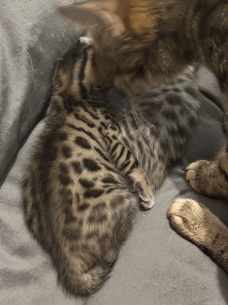 Бенгальские котята