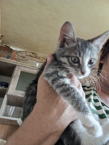 Продаются котята