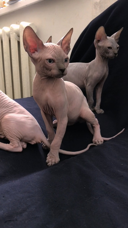 Продаются котята сфинкс