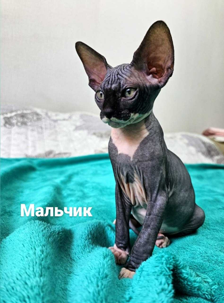 Канадский сфинкс котята
