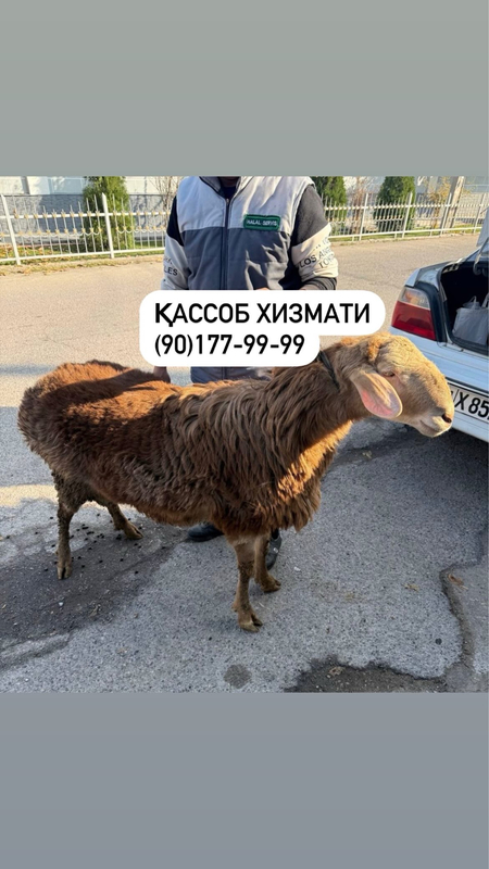 Халол боқилган қўчқорлар, қассоб, калла поча, хасип