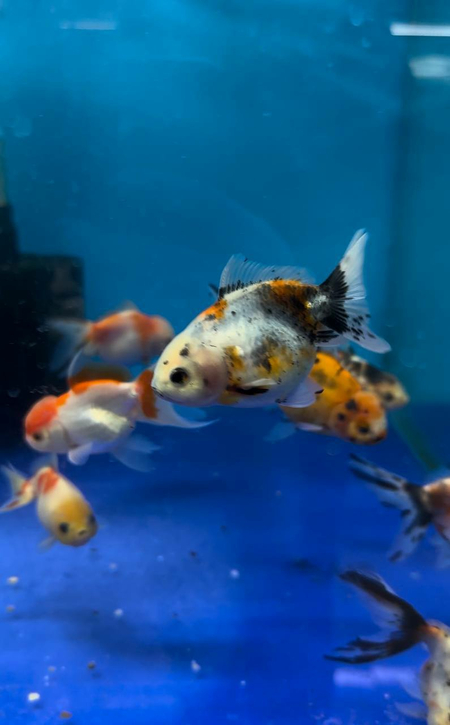 Akvarium va Baliqlar