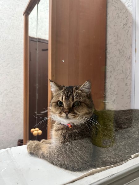 Продается кошка текированная шиншила