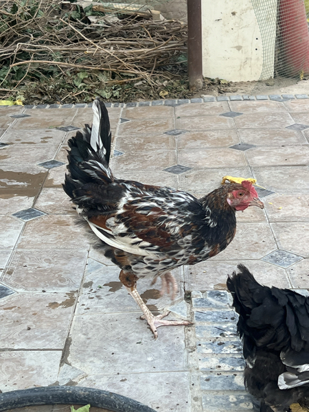 Joʻjalar sotiladi  xammasi sogʻlom
