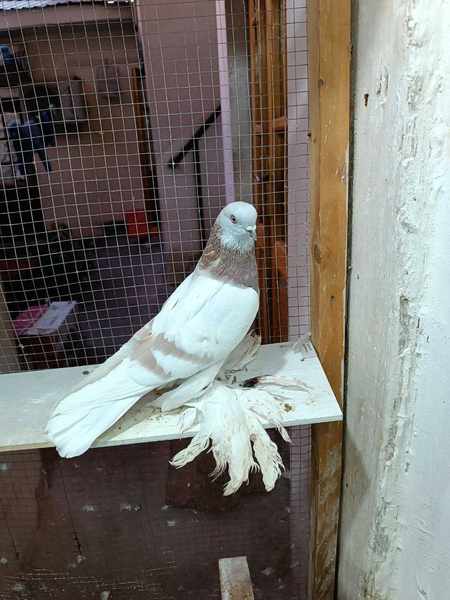 Kabutarlar sotiladi