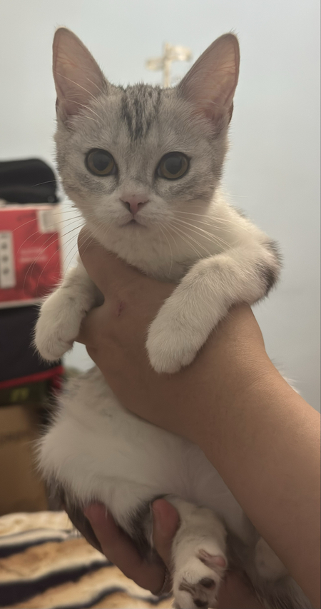 Продаеться кошечка!