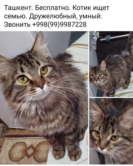 Бесплатно котенок, котик мальчики