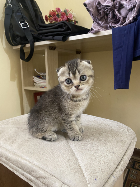 Шотландские котята