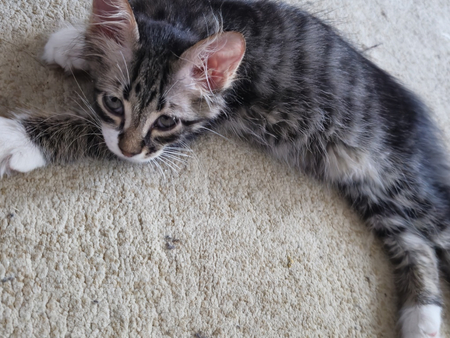 Котёнок 2 месяца