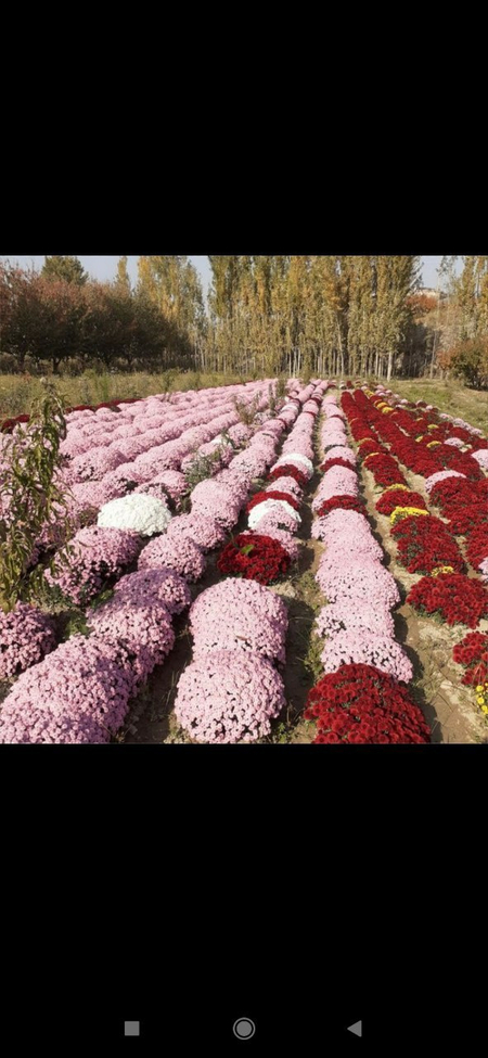 Xirzatima gulari