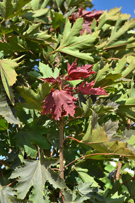 Красный клён - Acer rubrum