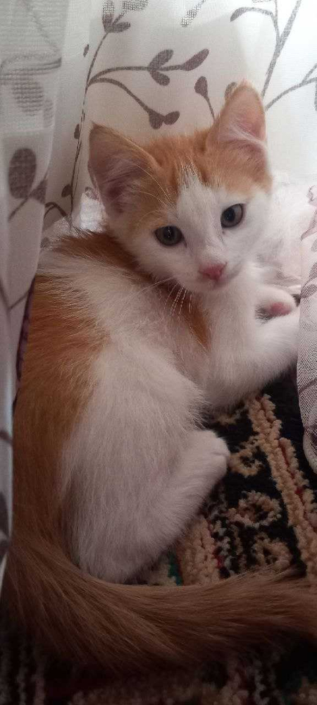 Котенок мальчик 3.5 месяца.Только в добрые руки