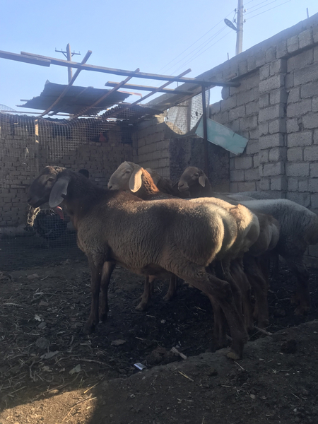 qassob servis услуги мясника