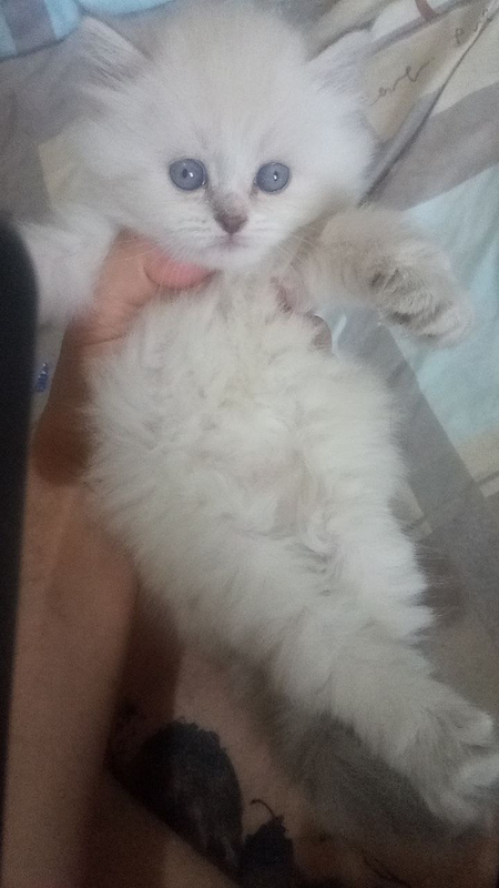 Продаются котята